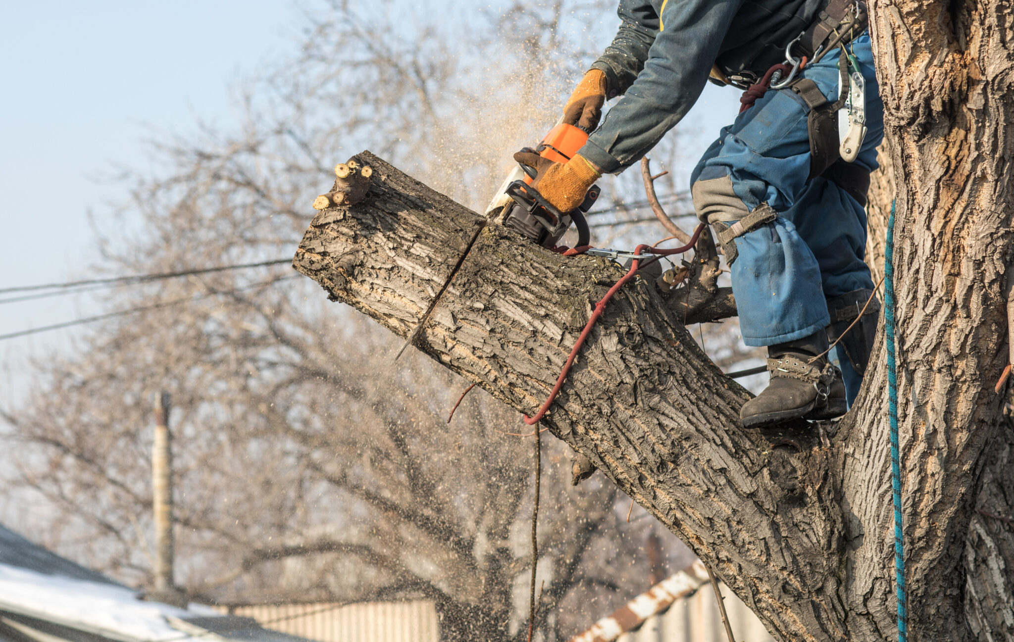 Expert Arborist San Diego | Essential Tree Care Tips
